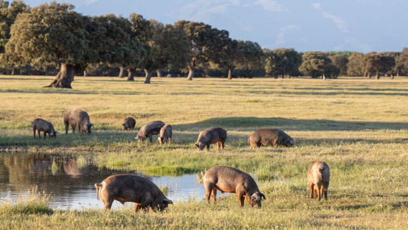 Iberian Ham Tour in Andalusia Spain: the Black Iberian Pig - CaramelTrail